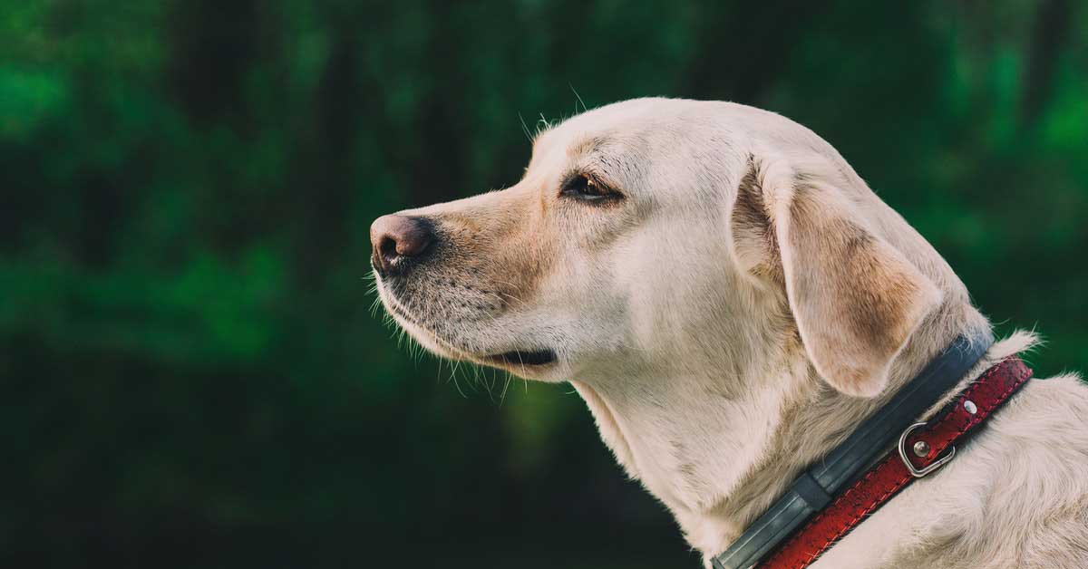What To Do When A Dog Bites You Who Takes Responsibility what-to-do-when-a-dog-bites-you-who-takes-responsibility